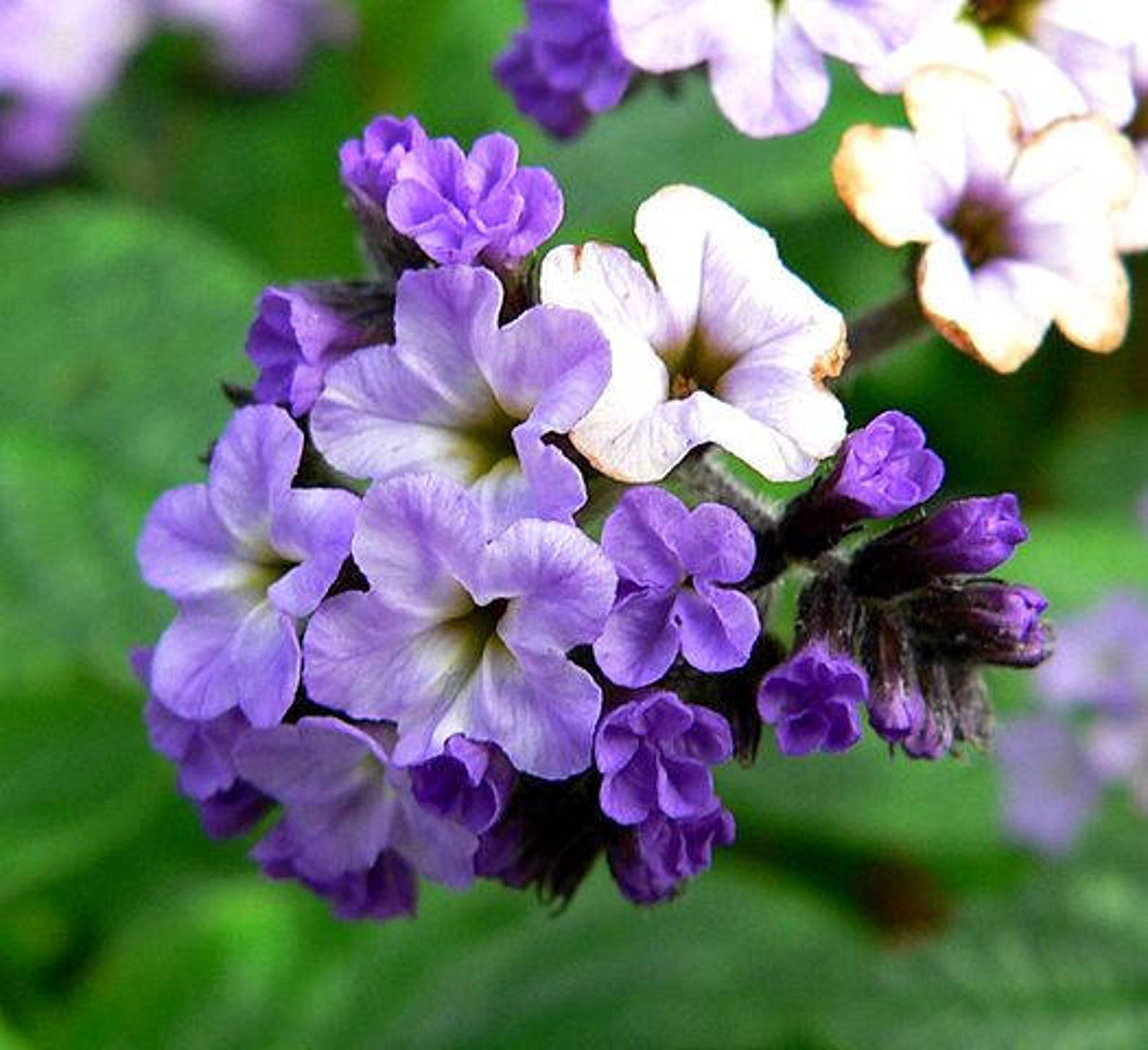 50 Blue MARINE HELIOTROPE Heliotropium Arborescens Flower - Etsy