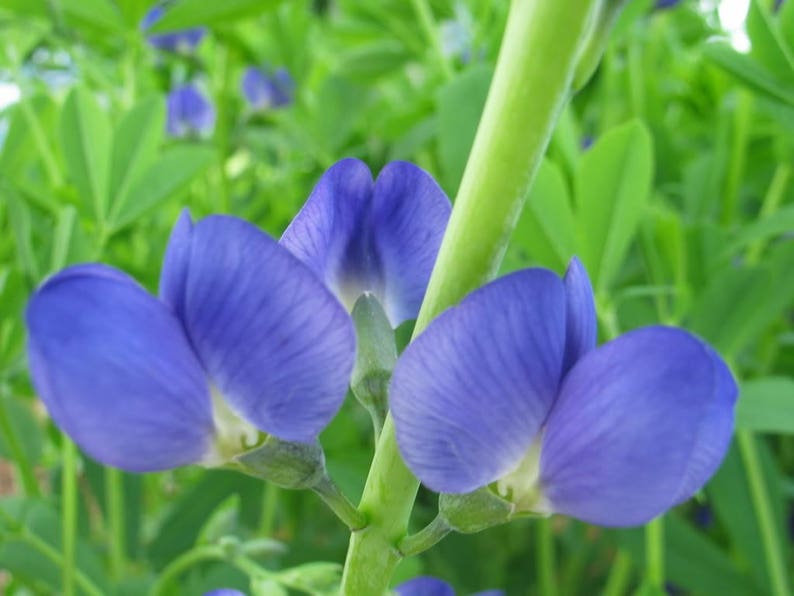 50 BLUE WILD INDIGO (false Indigo) Baptisia Australis Flower Seeds - Etsy