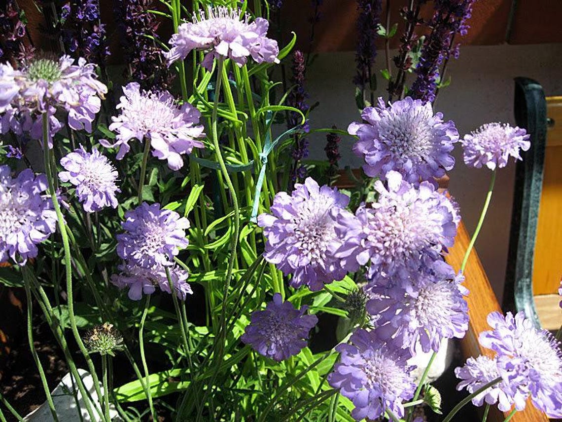 50 FINEST MIXED Colors SCABIOSA (mourning Bride / Pin Cushion) Scabiosa ...