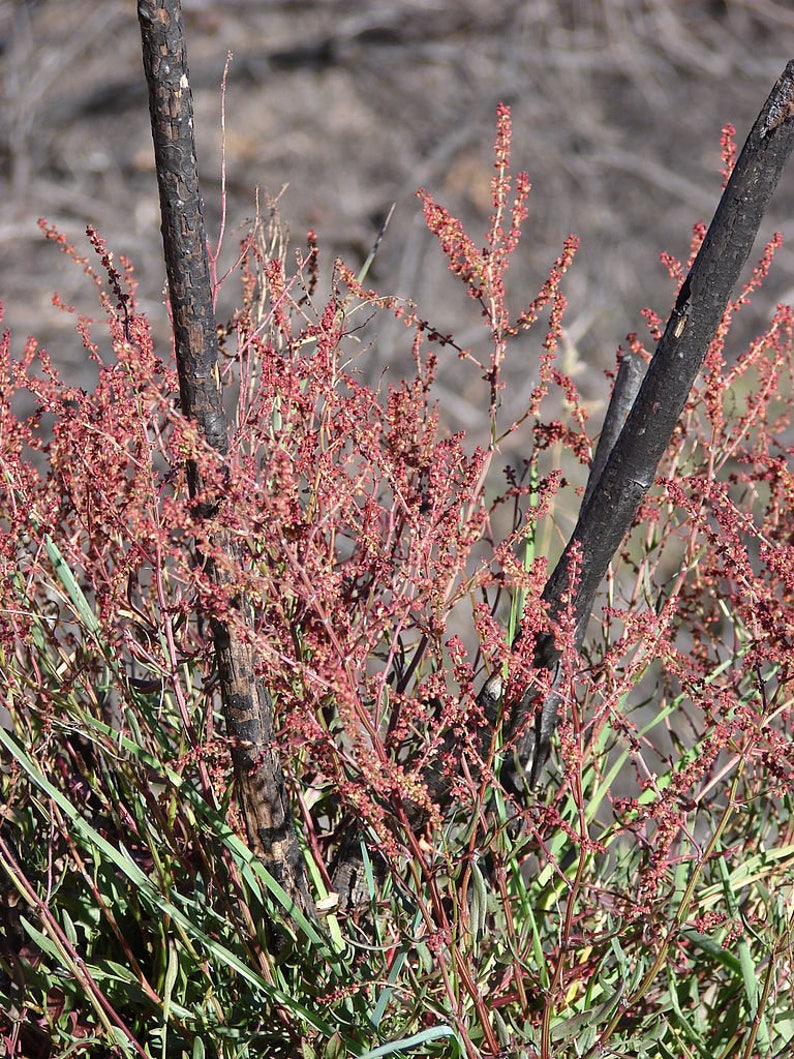 100 SHEEP SORREL Rumex Acetosella Red Field Sorrel Sour Weed - Etsy