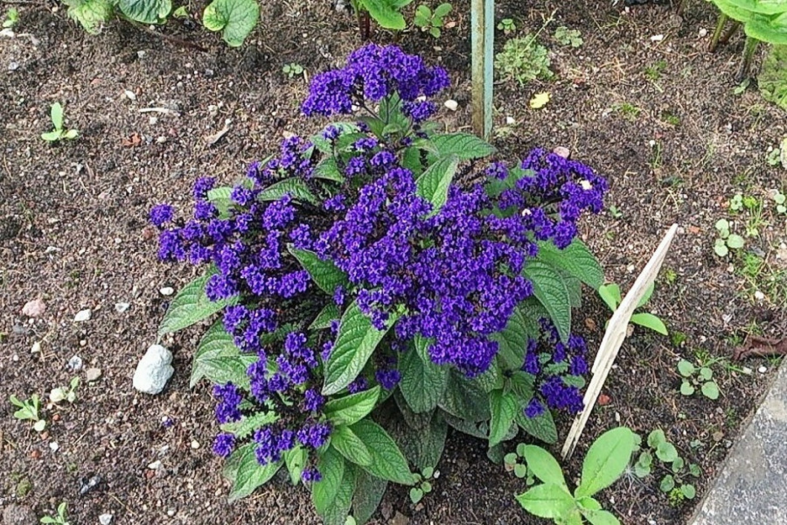 50 Blue MARINE HELIOTROPE Heliotropium Arborescens Flower - Etsy
