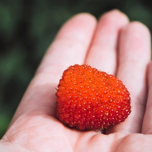20 AUSTRALIAN RASPBERRY Aka Queensland & Atherton Raspberry Rubus ...