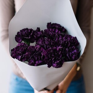 50 BLACK CARNATION King of Blacks Dianthus Caryophyllus Grenadin Double ...