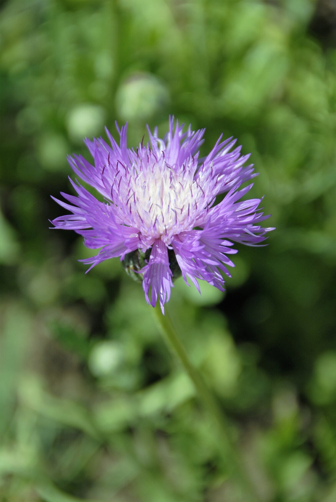 500 MIXED SWEET SULTAN Imperialis Mix Amberboa Moschata | Etsy