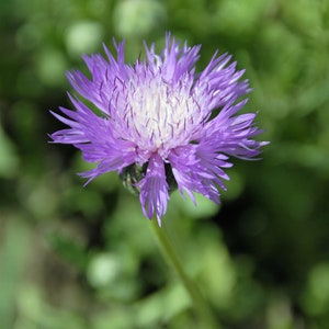 500 MIXED SWEET SULTAN Imperialis Mix Amberboa Moschata Centaurea ...
