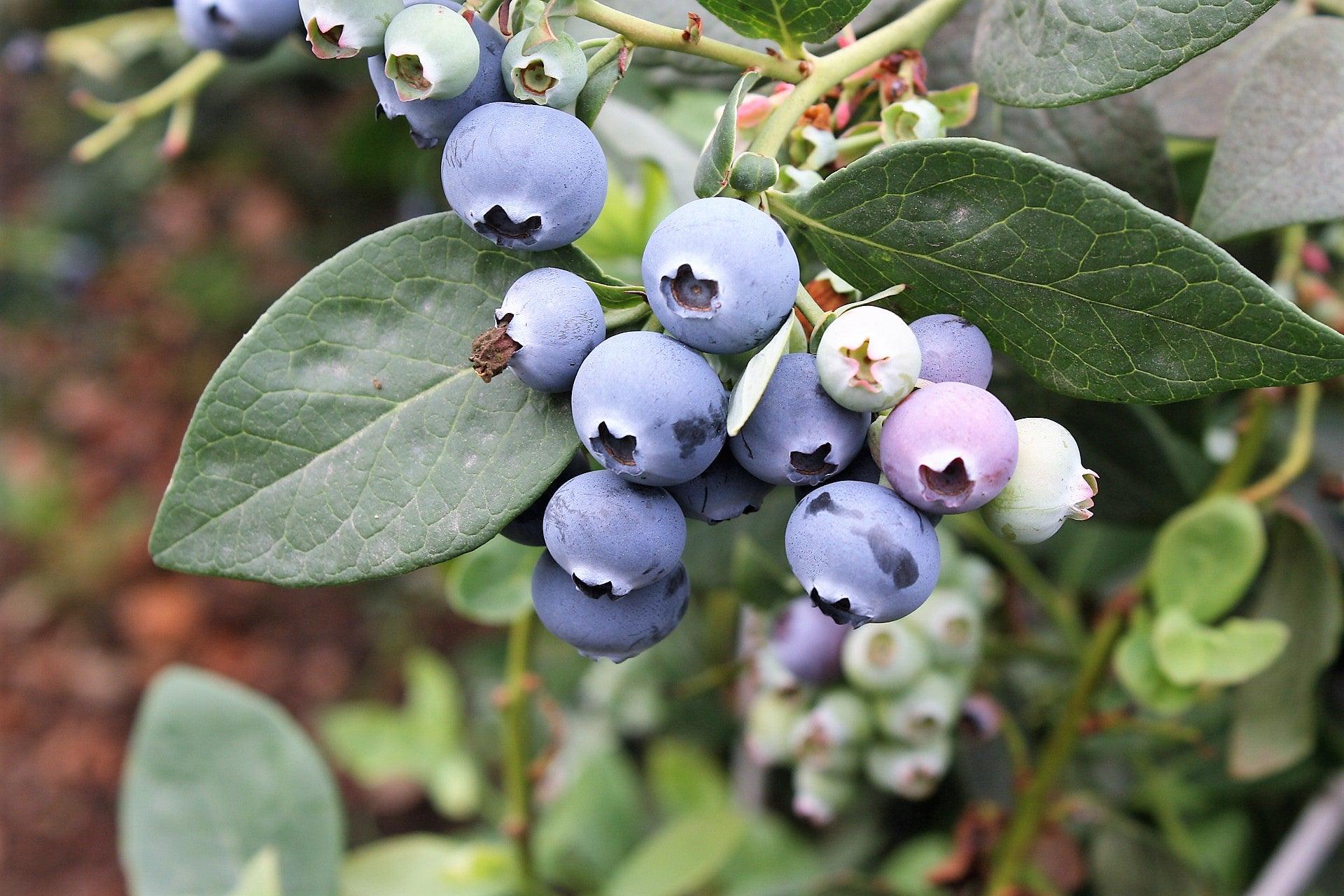 50 SOUTHERN HIGHBUSH BLUEBERRY Pre-stratified Vaccinium Corymbosum Blue ...