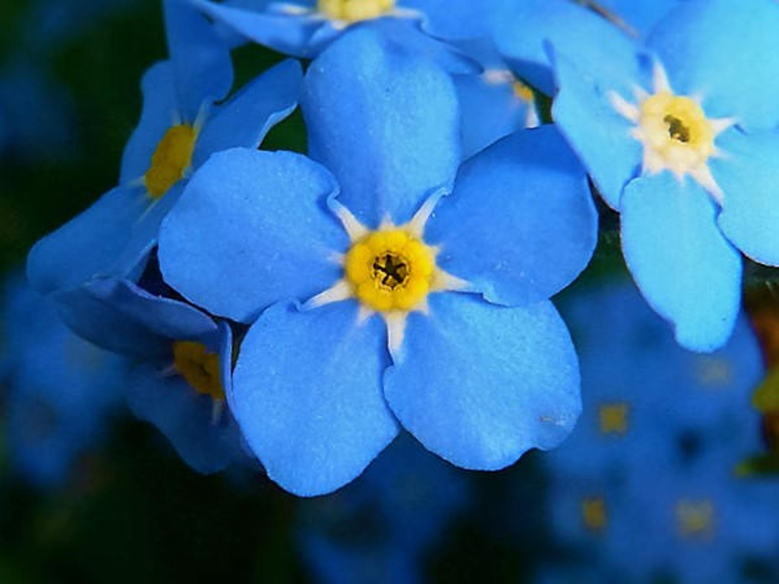 100 Mixed FORGET ME NOT Pink Blue White Mix Myosotis Flower - Etsy