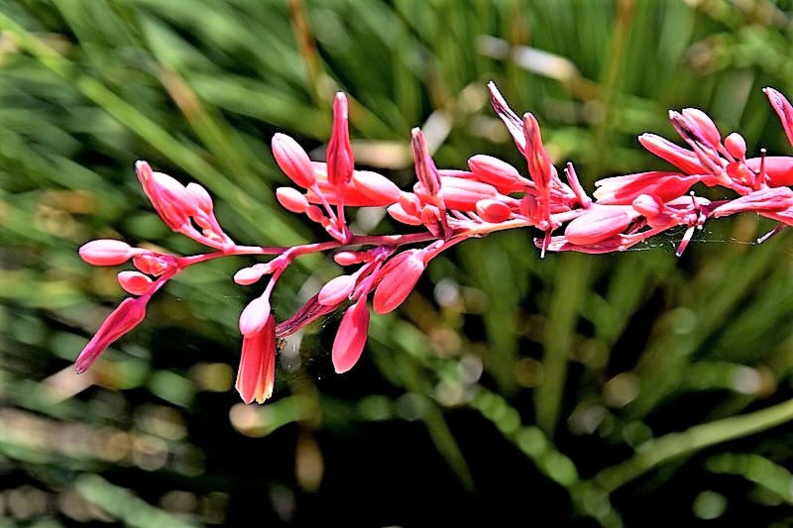 1000 Bulk RED YUCCA Hesperaloe Parviflora Hummingbird Coral | Etsy