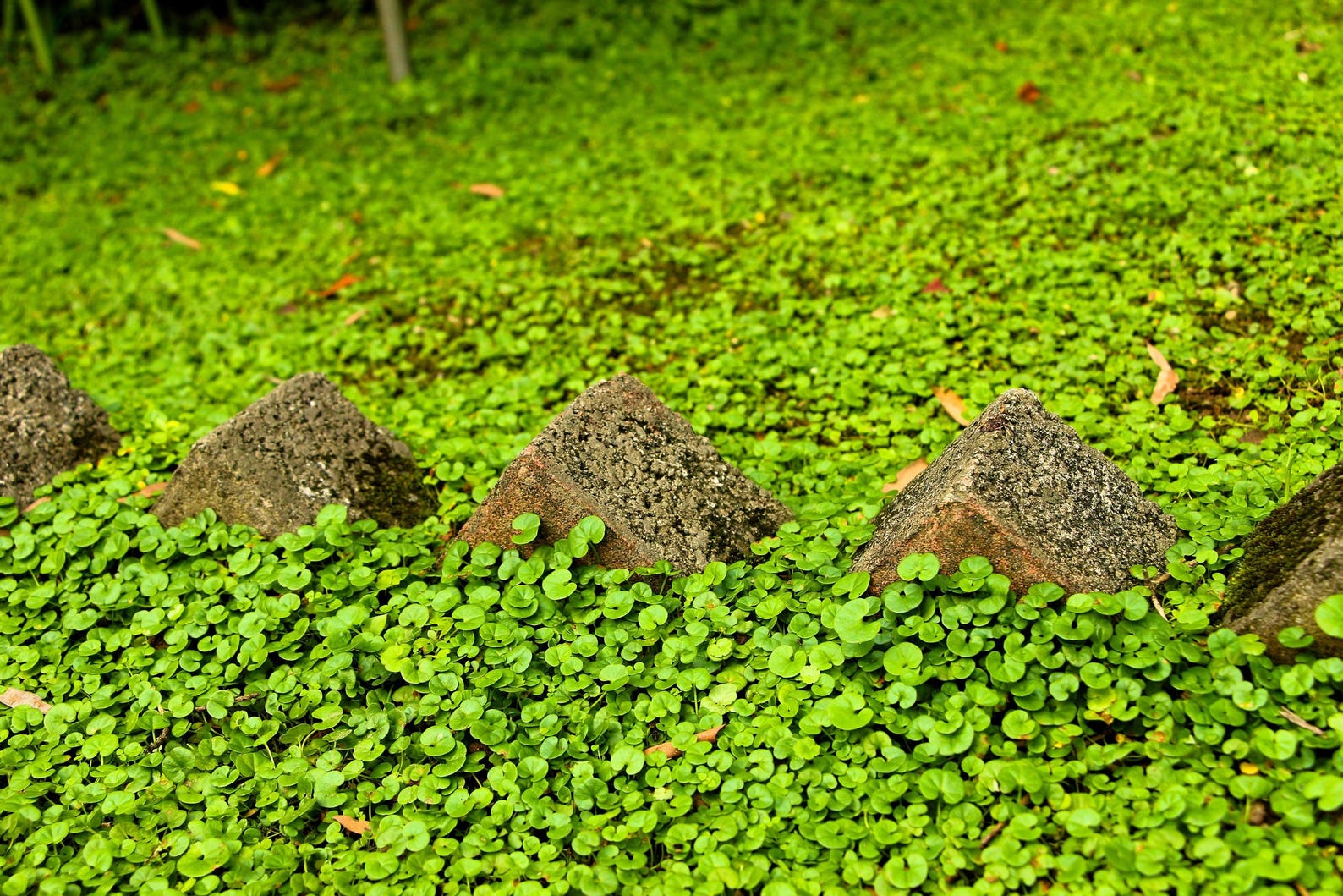 1000 DICHONDRA Repens Aka Lawn Leaf Flower Evergreen Ground Cover Seeds ...