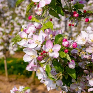 25 PARADISE APPLE Red Delicious Common Malus Pumila Domestica Fruit ...