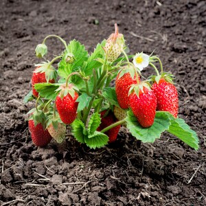 60 RUEGEN STRAWBERRY Everbearing Alpine Fragaria Vesca Red Berry Fruit ...