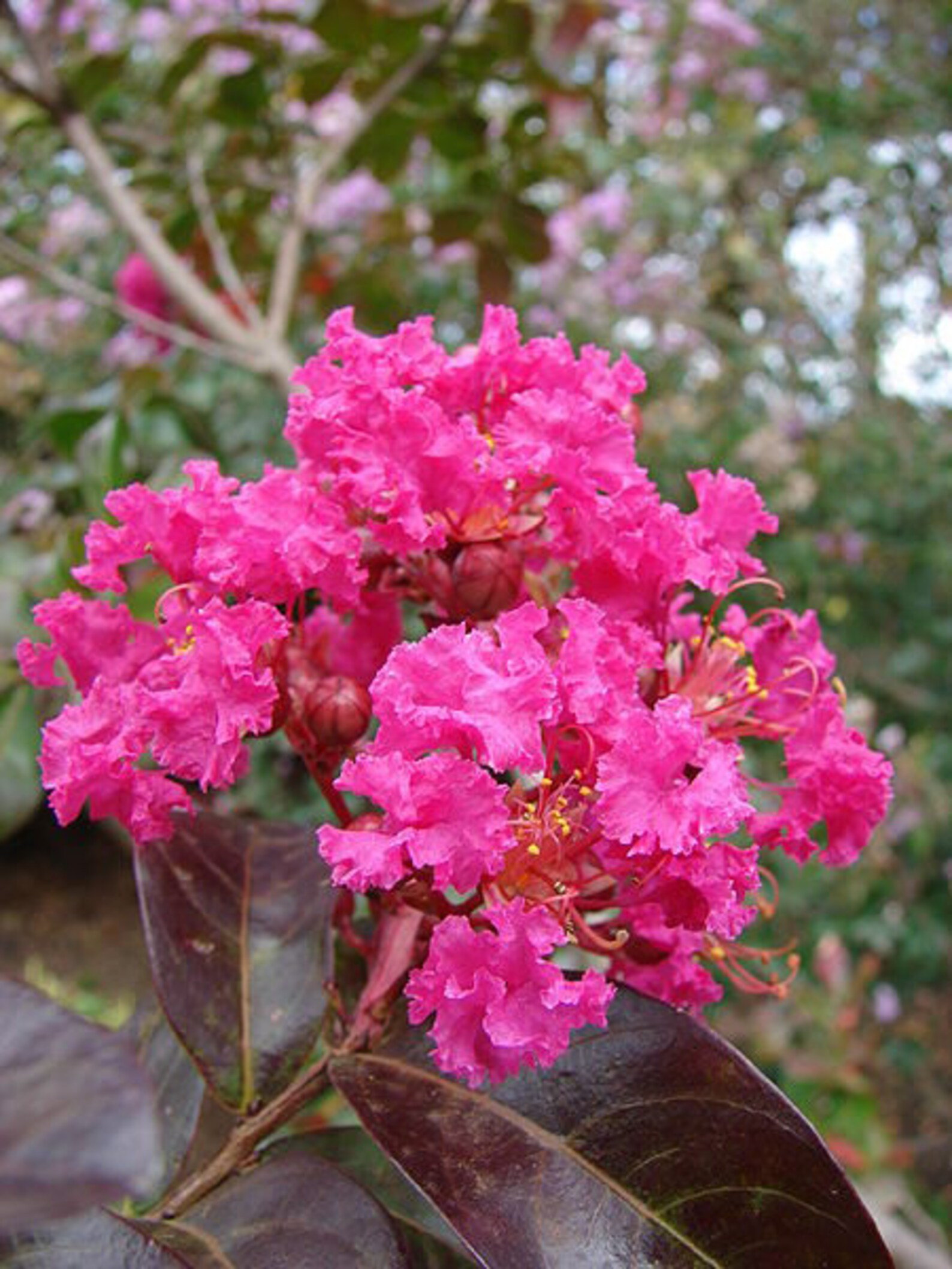 35 Dark PINK CREPE MYRTLE Lagerstroemia Indica Flowering Shrub - Etsy