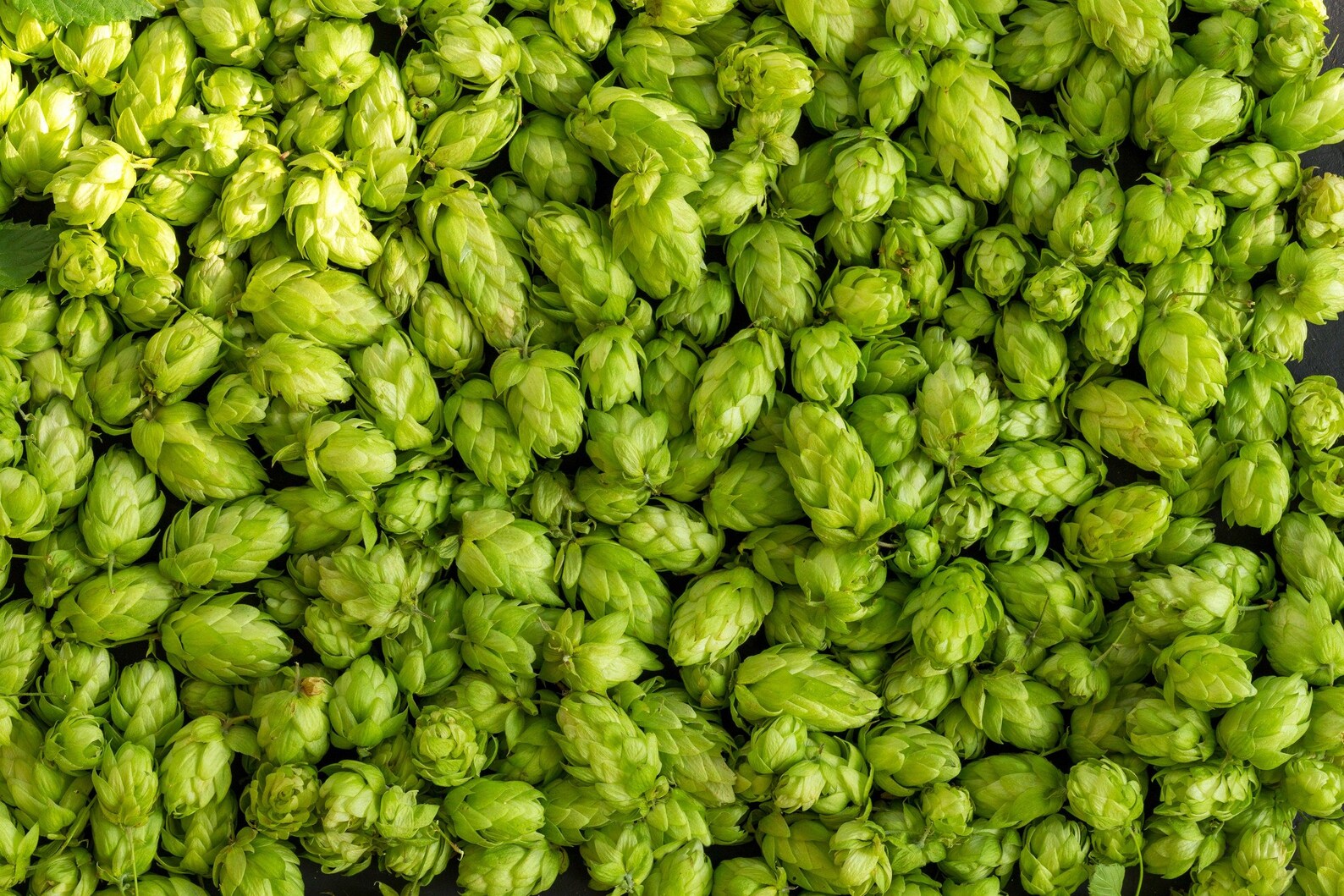 25 COMMON HOPS European Humulus Lupulus Vine Seeds Beer Making ...