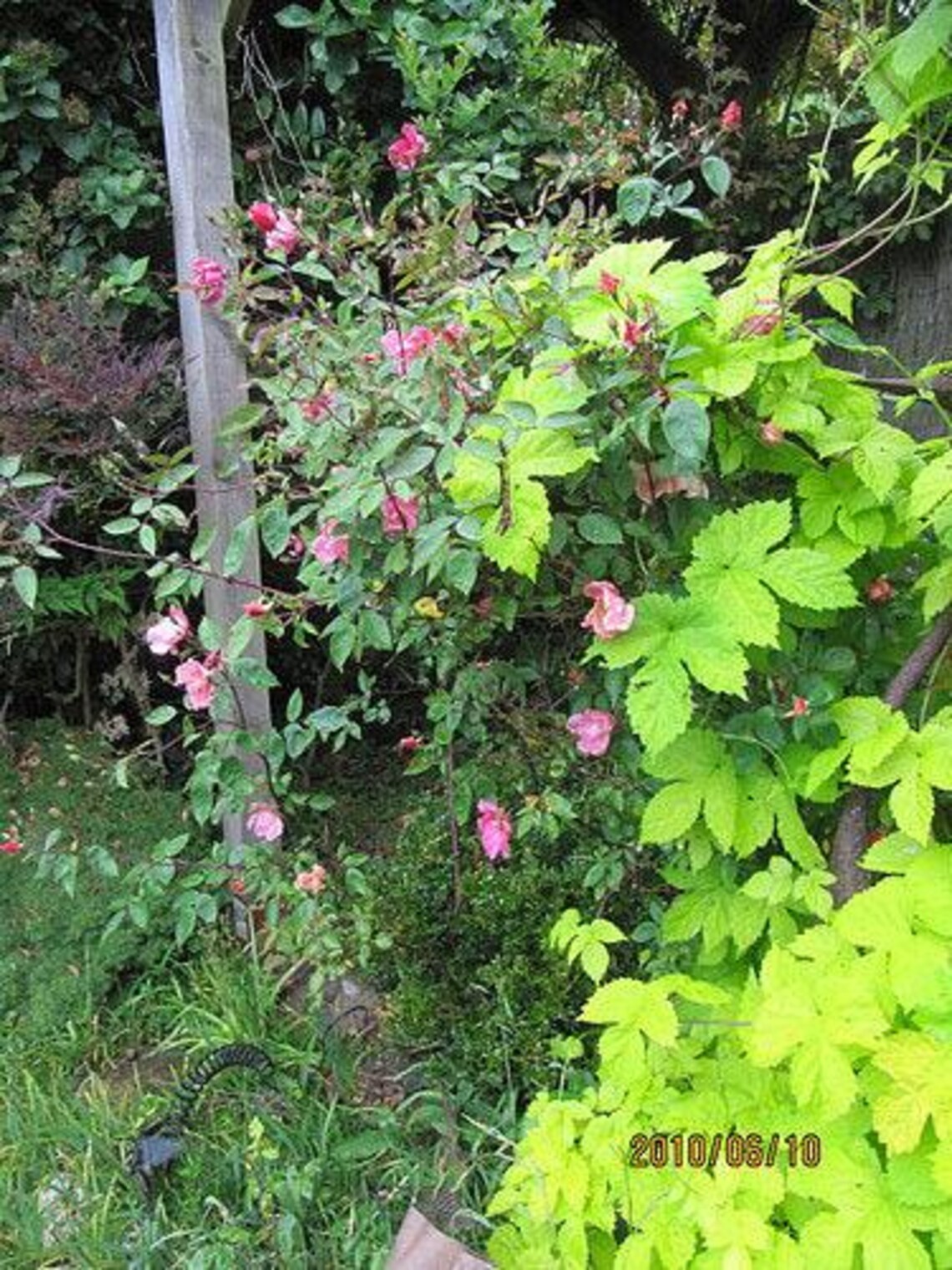 25 Mixed Colors ANGEL WINGS Miniature ROSE Bush Mix Rosa Chinensis ...
