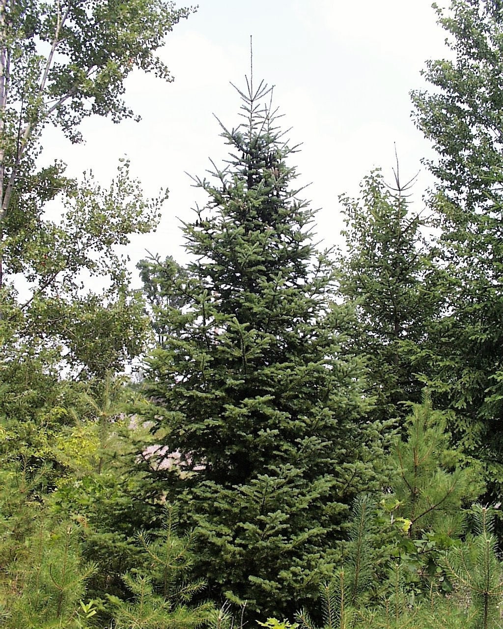 30 BALSAM FIR Tree Abies Balsamea Christmas Tree Silver Pine Canadian ...
