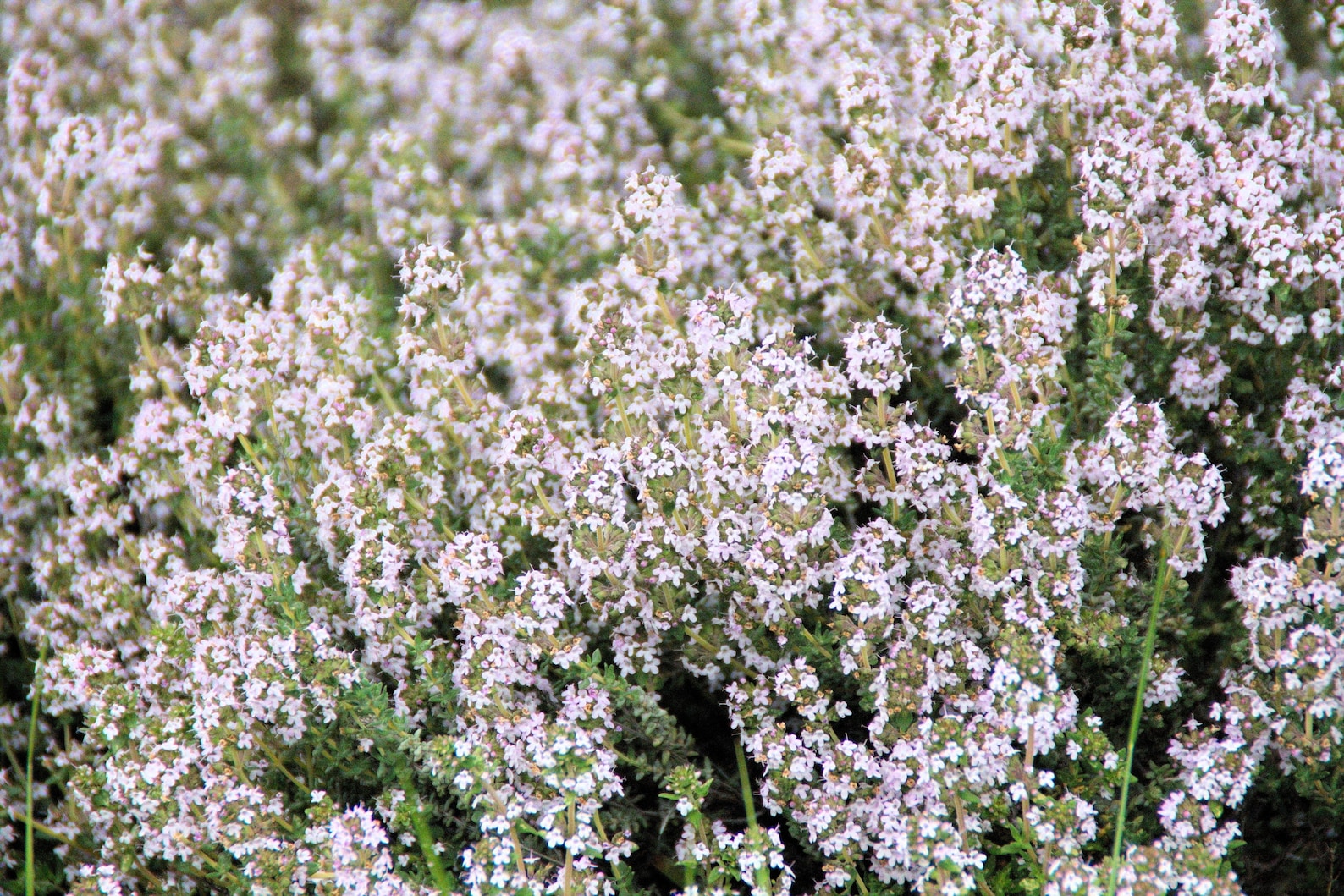 30 ORANGE THYME Orangelo Thymus Vulgaris Fragrantissimus Culinary Herb ...