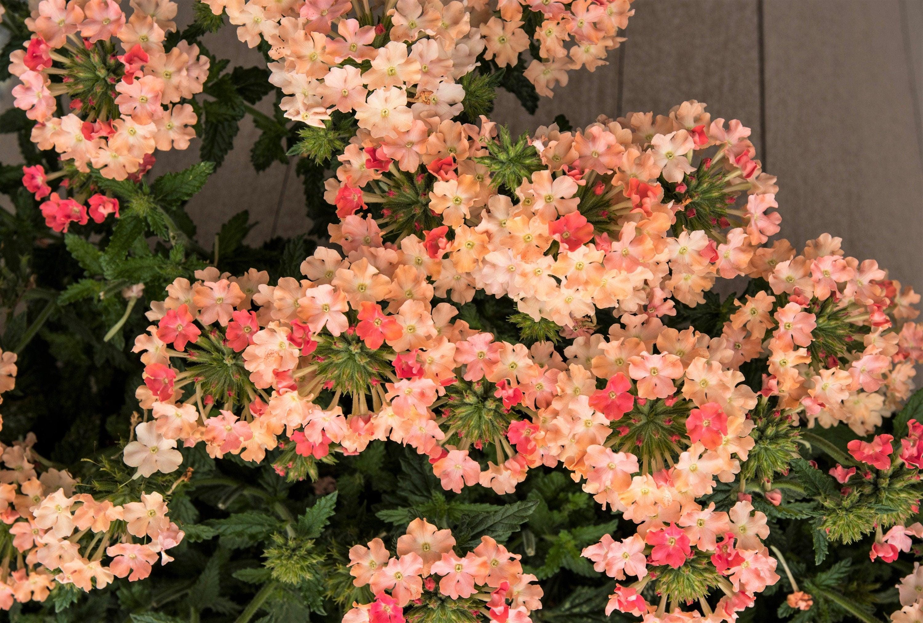 50 Dwarf APRICOT VERBENA Nana Compacta Fragrant Butterfly Flower Seeds ...