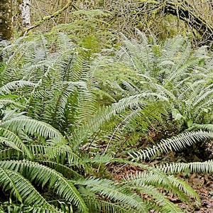 1500 Western SWORD FERN Giant Holly Swordfern Polystichum Munitum ...