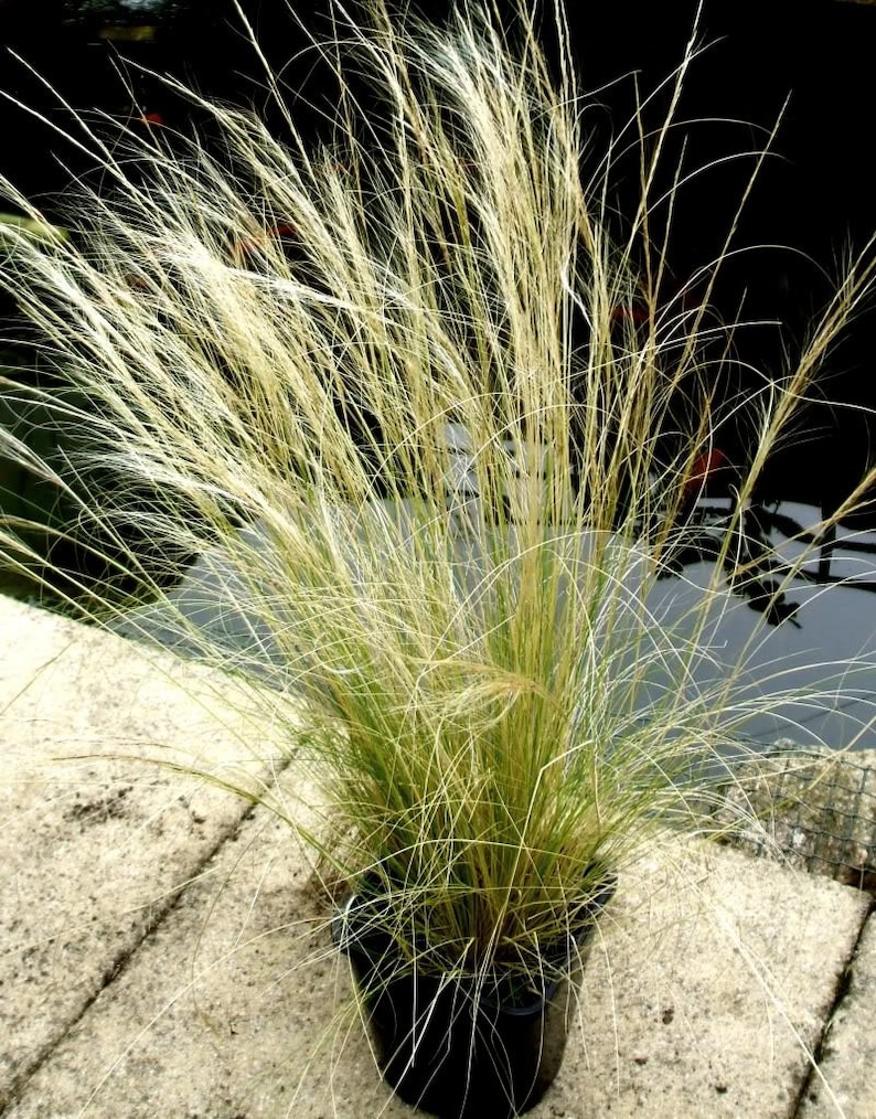 25 MEXICAN FEATHER GRASS Pony Tails Ornamental Stipa - Etsy