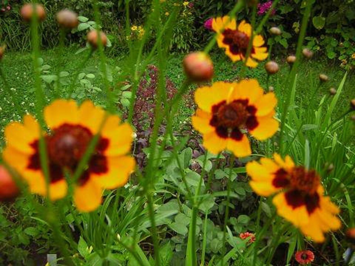 30 COSMIDIUM BRUNETTE Burridgeanum Greenthread Flower Seeds | Etsy