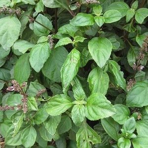 5 TRUE PATCHOULI SHRUB Fragrant Patchouly Pogostemon Cablin Herb Seeds ...