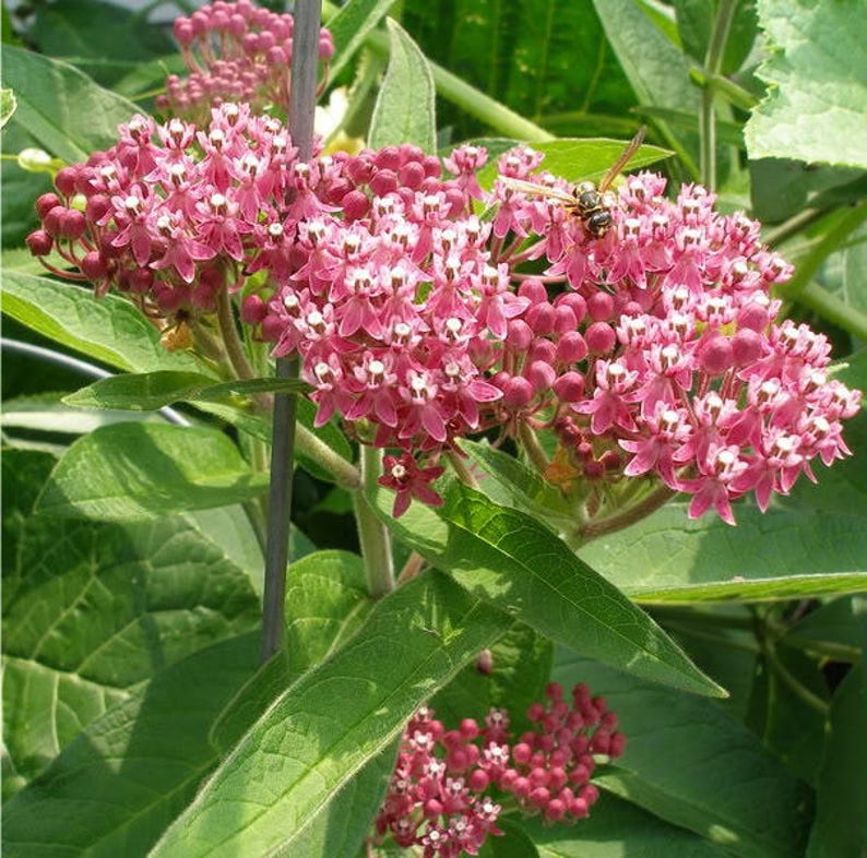 75 RED SWAMP MILKWEED Asclepias Incarnata Flower Seeds | Etsy