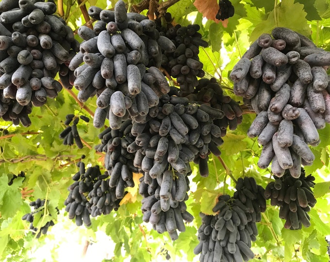 Japanese Gold Finger Grape Plant (bare Root) - Etsy