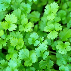 25 Organic DWARF LEMON CILANTRO Coriander Spice Coriandrum Sativum ...