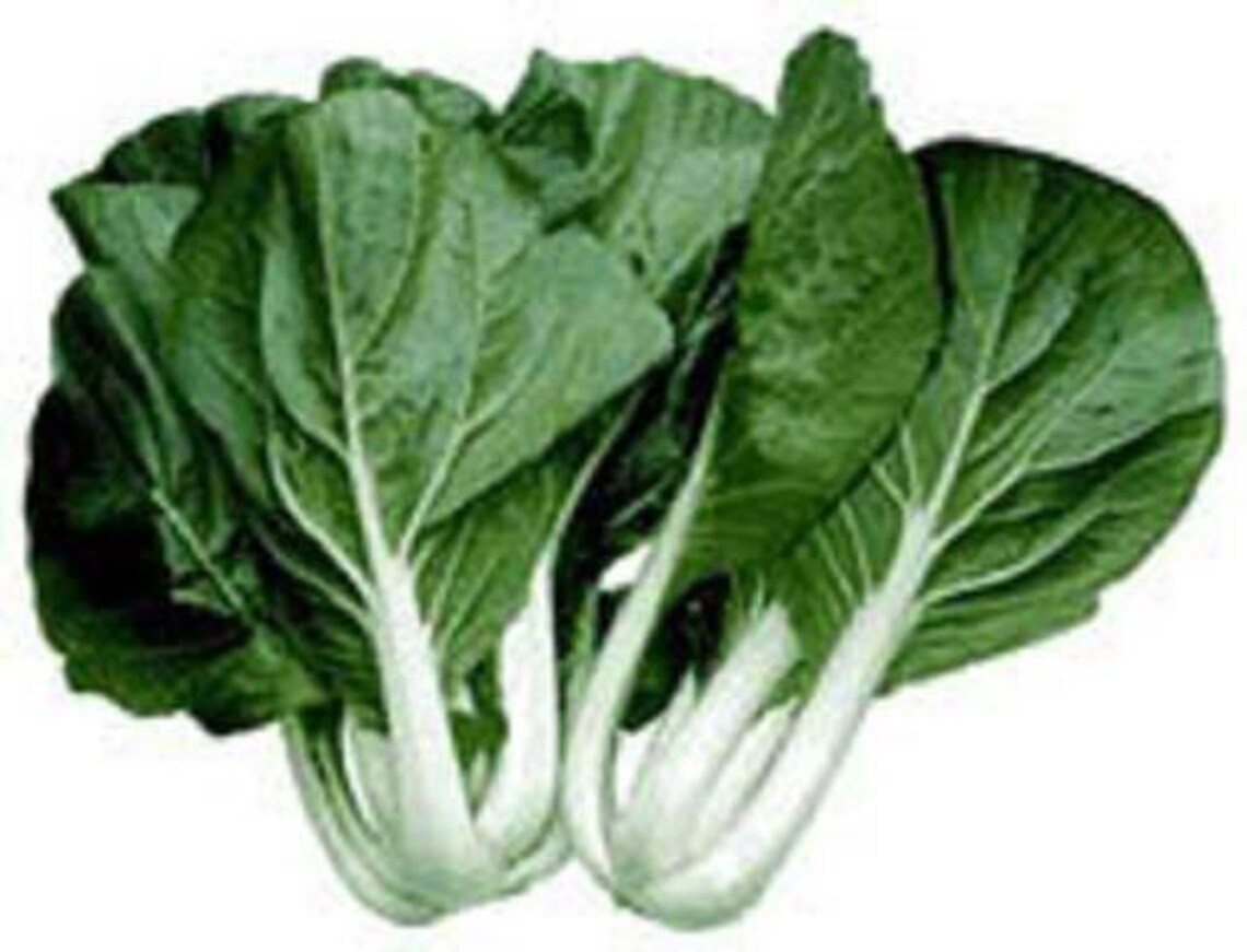 2000 CANTON PAK CHOI (bok Choy / Chinese Cabbage) Brassica Rapa ...