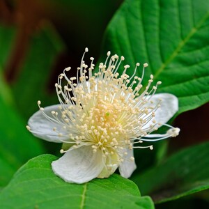 1000 BULK GUAVA Fruit Tree Shrub Psidium Guajava White Flowers Fruit ...