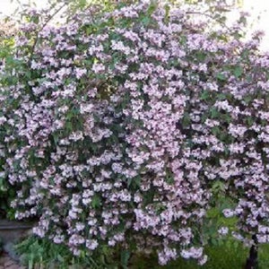 10 BEAUTY BUSH SHRUB Beautybush Kolkwitzia Amabilis Pink & - Etsy