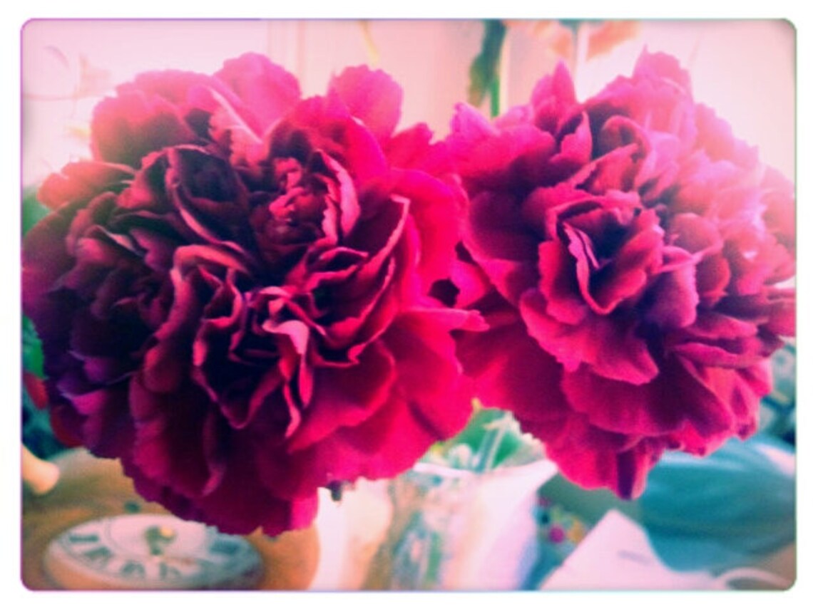 50 BLACK CARNATION King of Blacks Dianthus Caryophyllus - Etsy