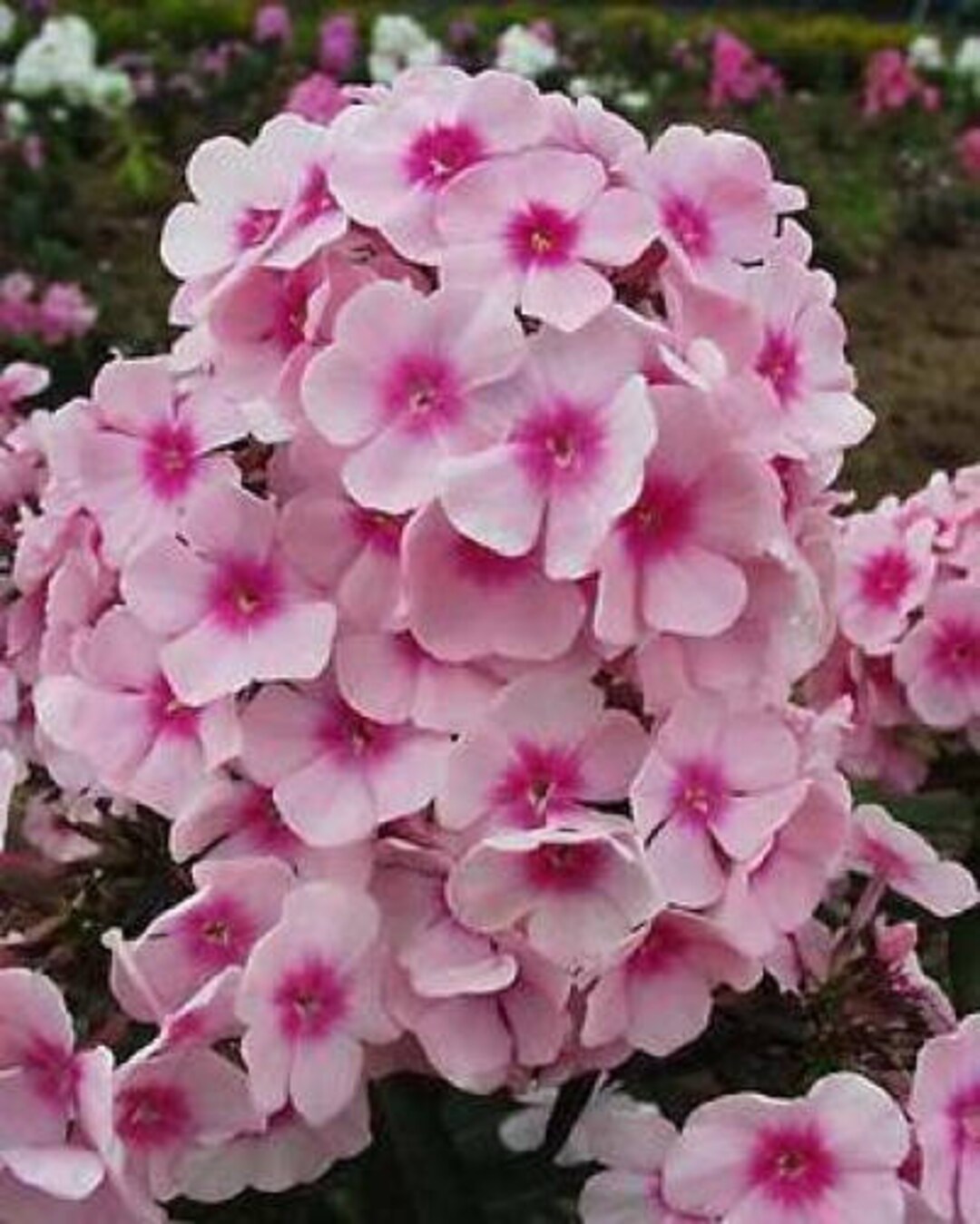 100 PINK DRUMMOND PHLOX Phlox Drummondii Flower Seeds - Etsy