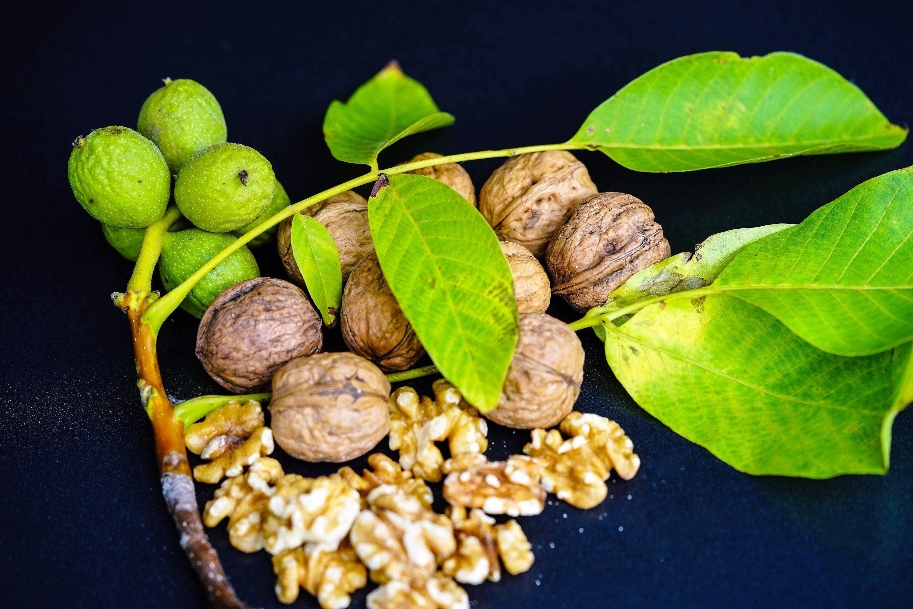 5 ENGLISH WALNUT Aka Common, Hardy Carpathian, Persian Nut Fruit Tree ...