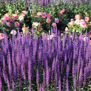 200 MUNSTEAD LAVENDER Blue English Lavandula Angustifolia Munstead ...