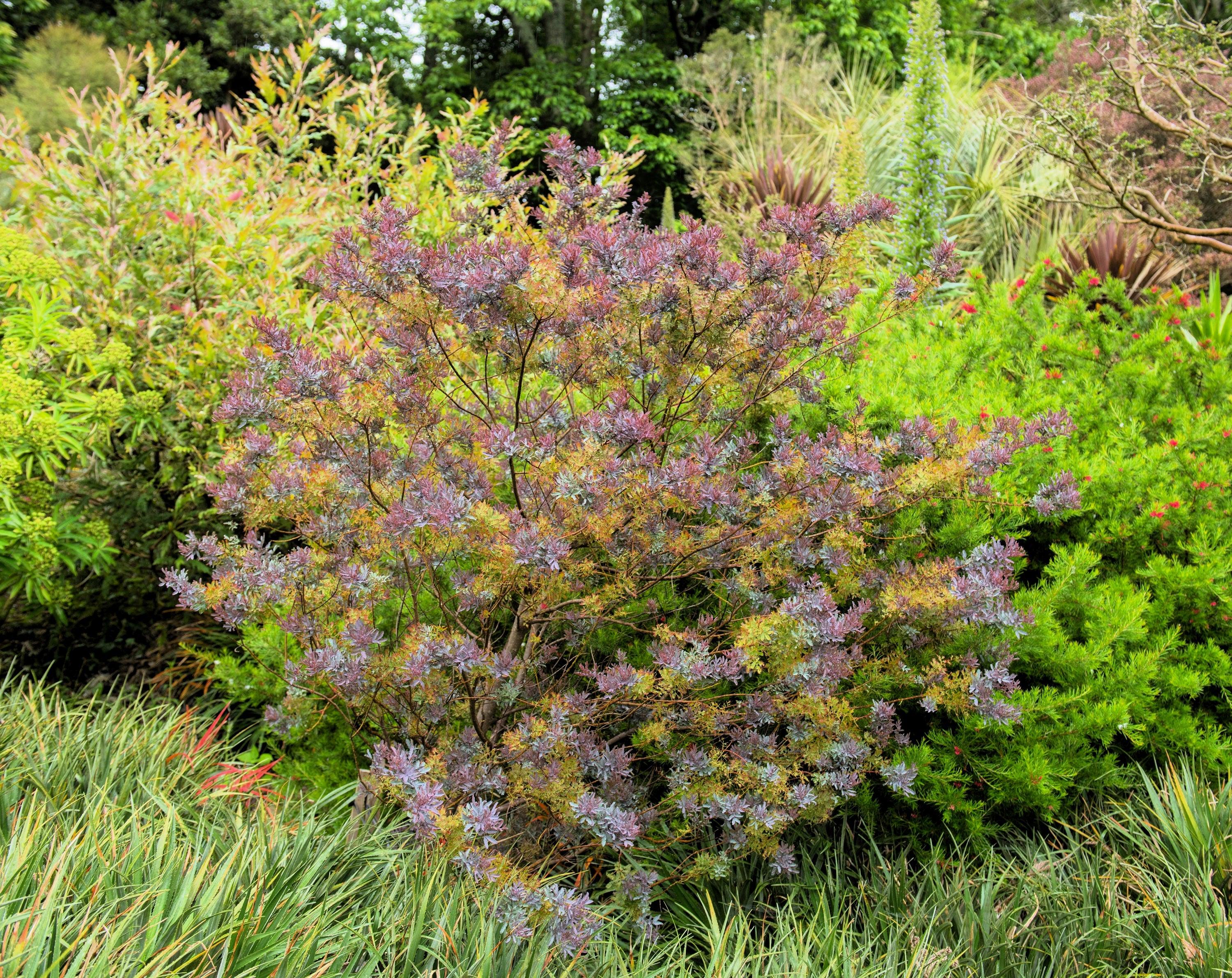 10 PURPLE ACACIA Baileyana Purpurea Fernleaf Mimosa Cootamundra Wattle ...