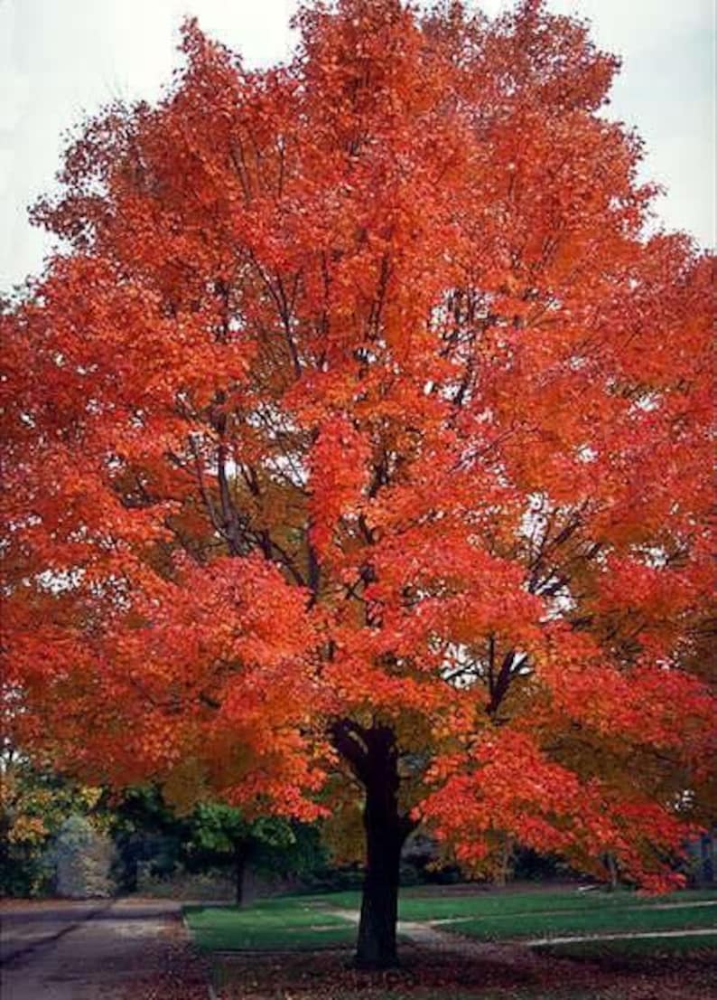 25 Scarlet Carolina Red Maple Tree Acer Rubrum Seeds Etsy