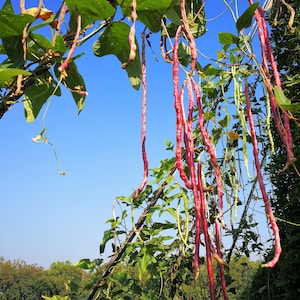 100 RED RIPPER COWPEA Cow Pea Southern Pea Vigna Unguiculata Legume ...