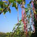 100 RED RIPPER COWPEA Cow Pea Southern Pea Vigna Unguiculata Legume ...