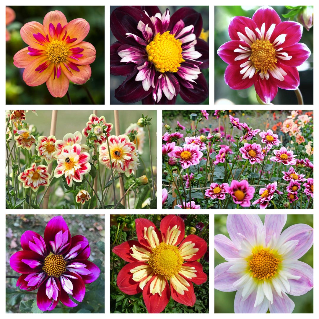 50 MIXED COLLARETTE DAHLIA Variabilis Two Tone Mix of Red Pink Purple ...