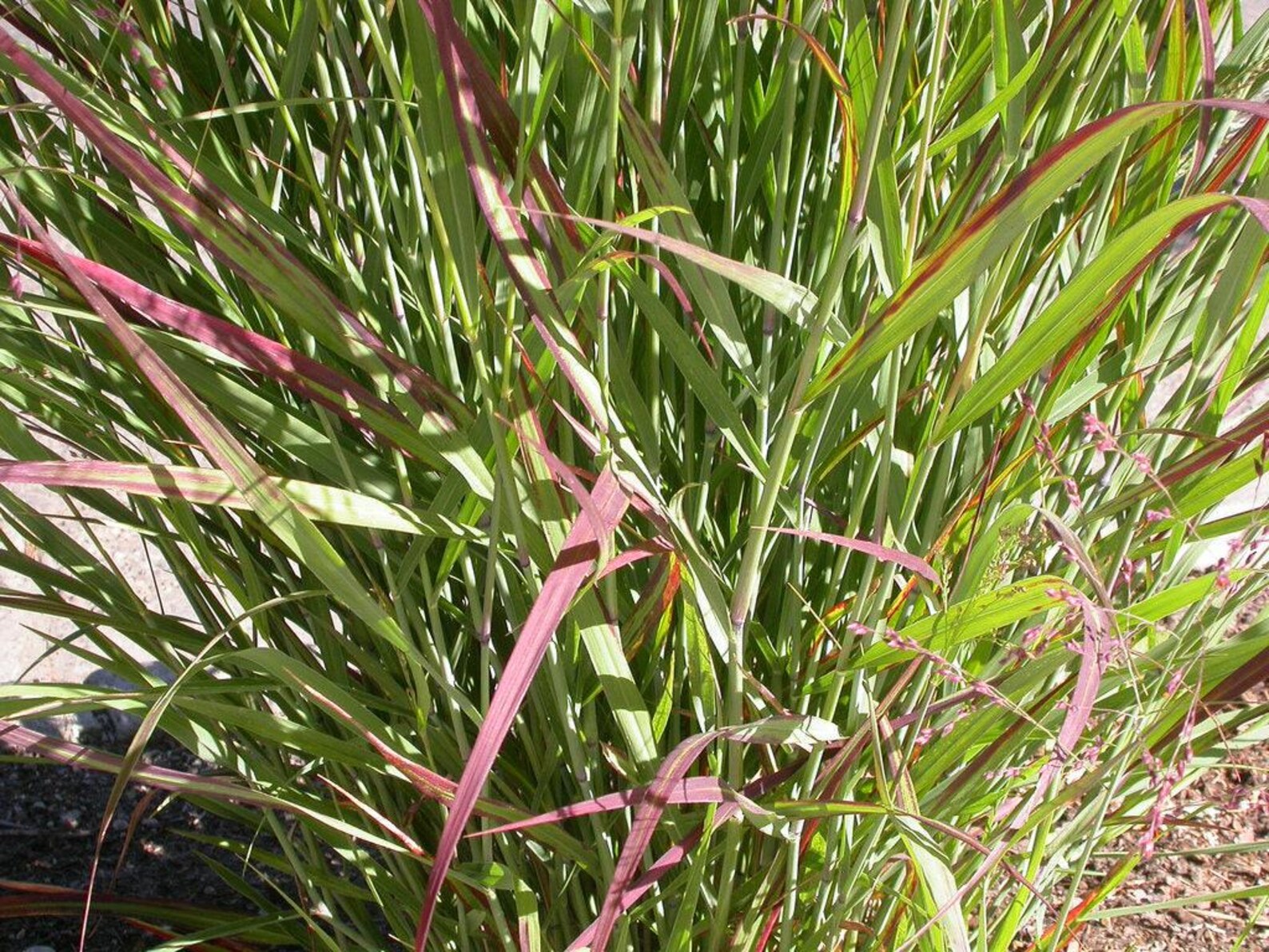 1000 SWITCHGRASS Tall Panic Switch Grass Panicum Virgatum Red Flower ...
