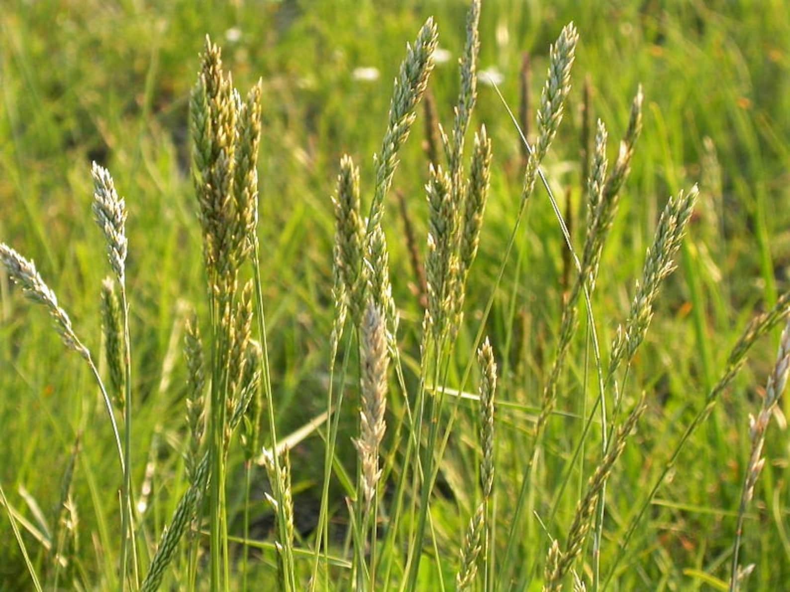 500 MUTTONGRASS Poa Fendleriana Eragrostis Mutton Grass - Etsy