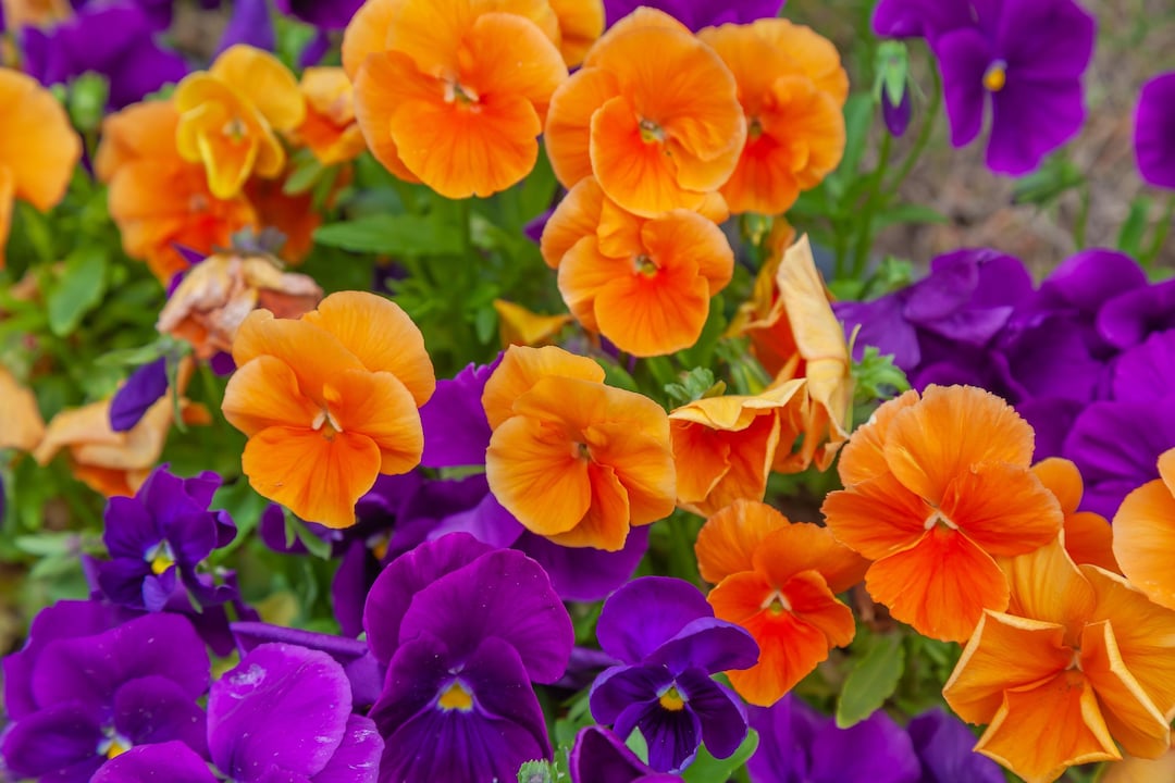 50 ORANGE SUN PANSY Swiss Giant Viola Wittrockiana Flower Seeds - Etsy