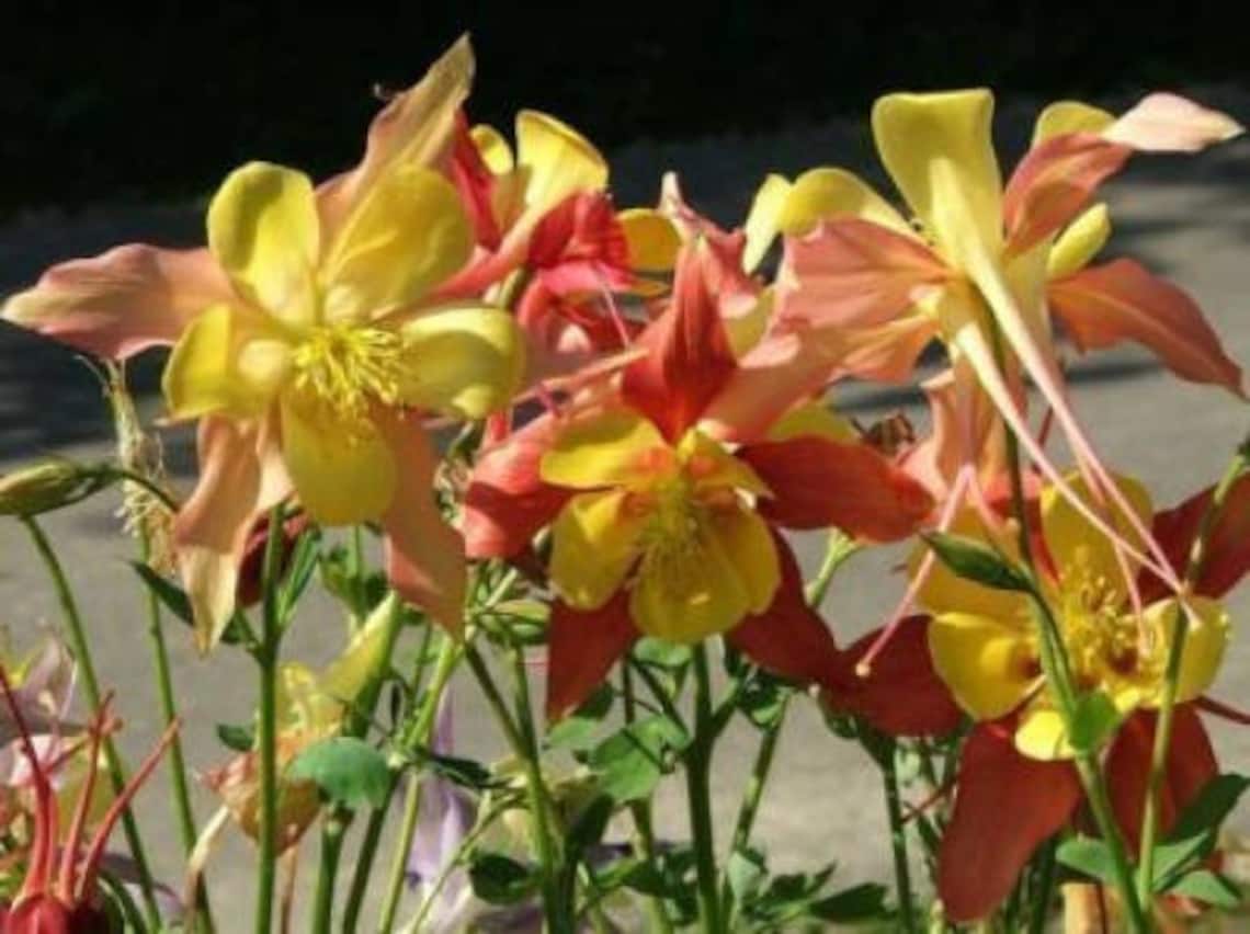50 Mixed Colors MCKANAS GIANT COLUMBINE Aquilegia Vulgaris | Etsy