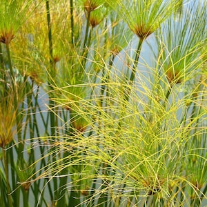 20 Cyperus PAPYRUS Paper Reed Water Plant Egyptian Nile Grass Yellow ...