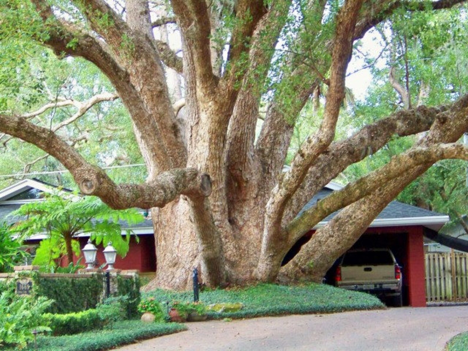 5 CAMPHOR TREE Laurel Cinnamomum Camphora Camphorwood White - Etsy