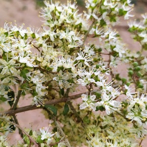 40 WHITE FLOWERING HENNA Tree Lawsonia Inermis Var. Alba Dye Plant ...