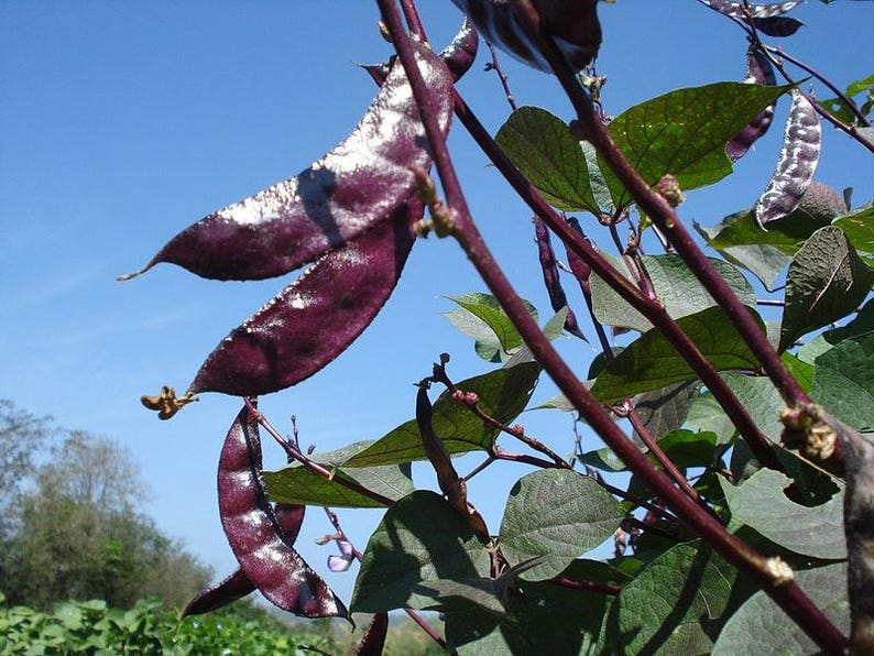 10 Ruby Moon HYACINTH BEAN Lablab Purpureus Blue Purple White | Etsy
