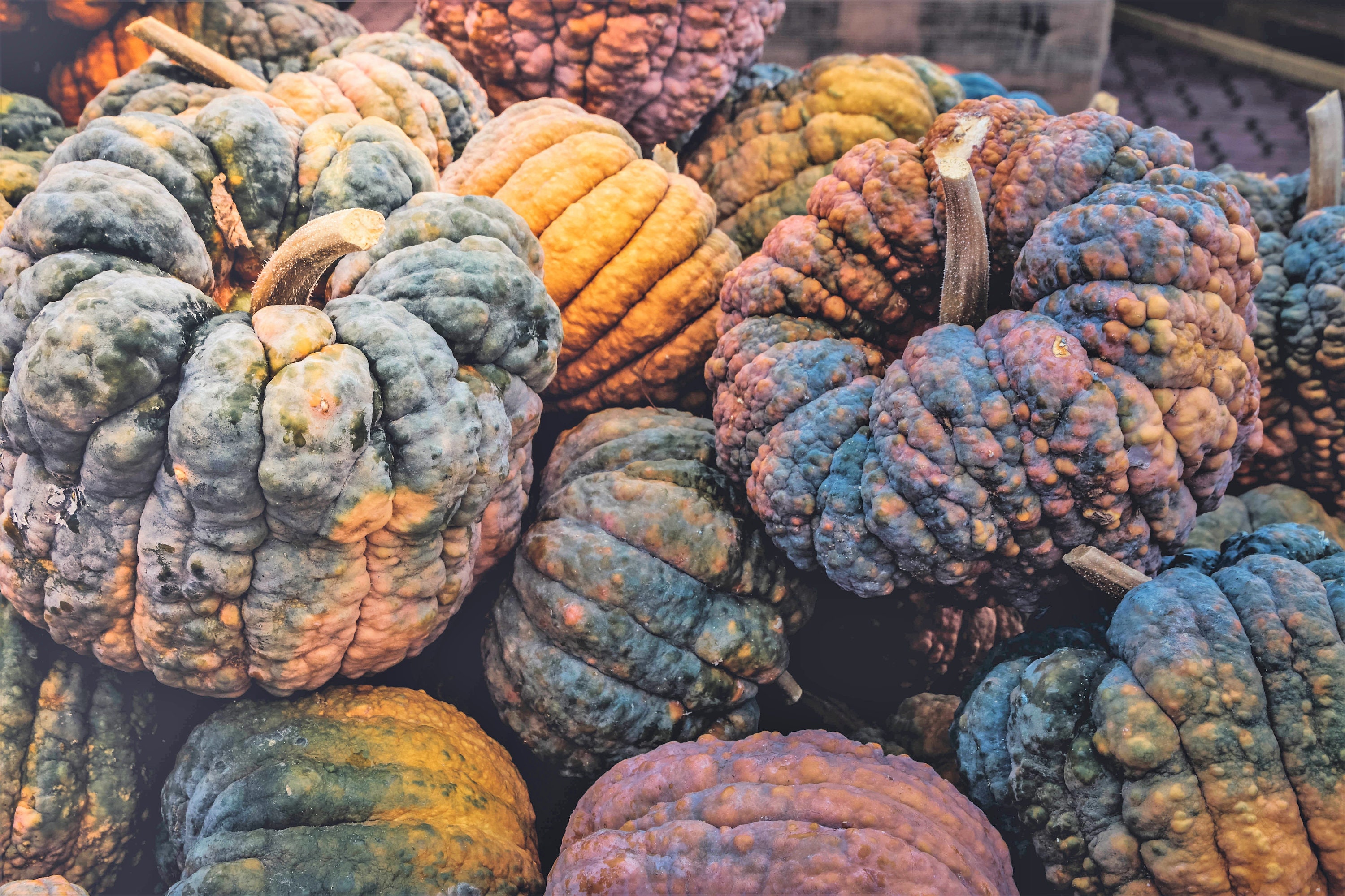20 BLACK FUTSU SQUASH Multicolored Wrinkly Skin Gold Flesh Japanese ...