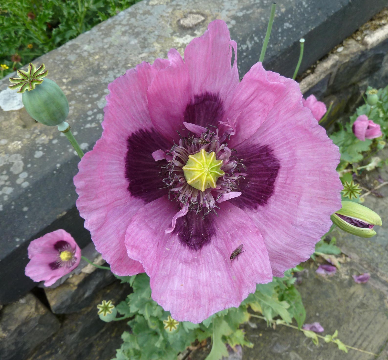 1000 SINGLE LILAC POPPY Papaver Somniferum Purple Heirloom | Etsy